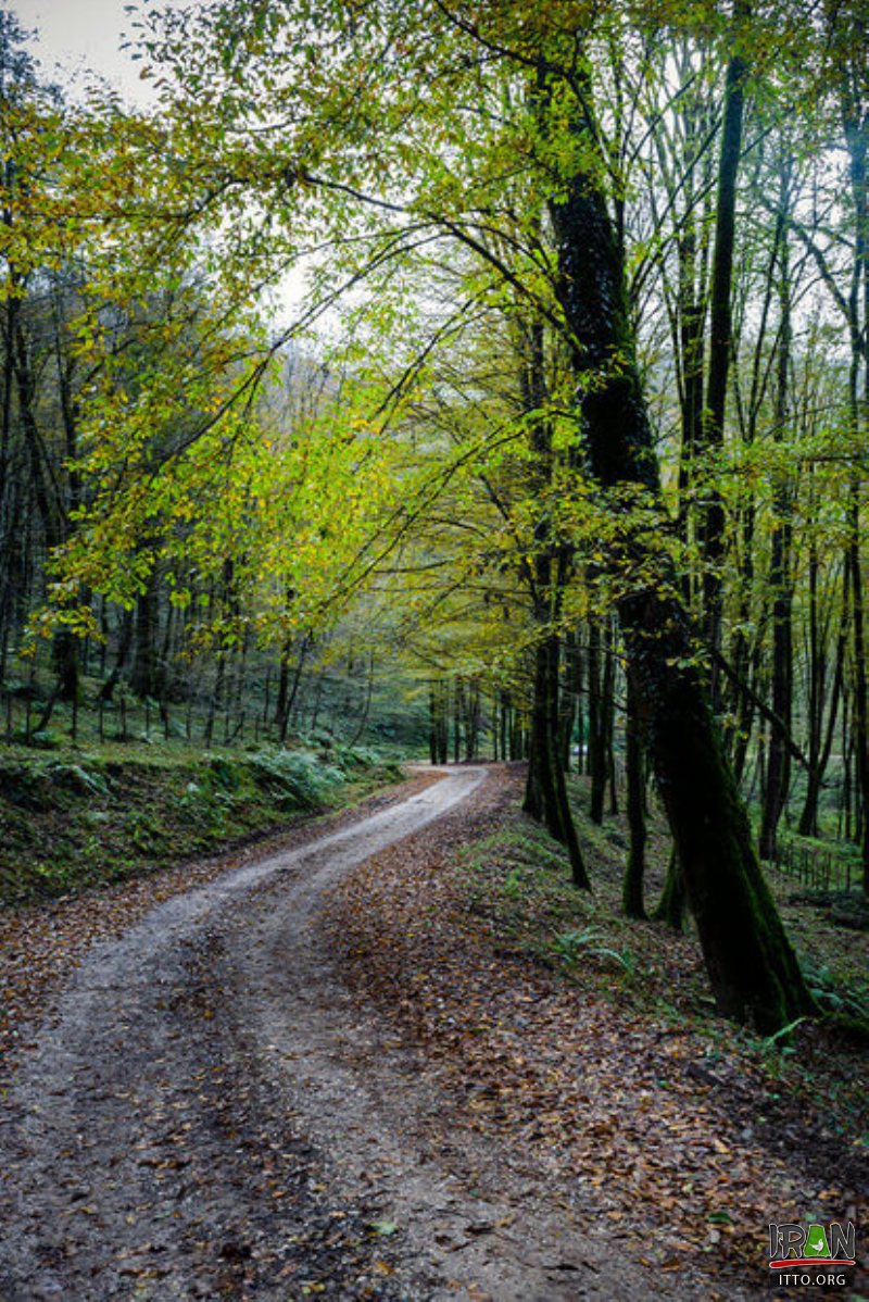 Neka Forests Photo Gallery - Iran Travel and Tourism