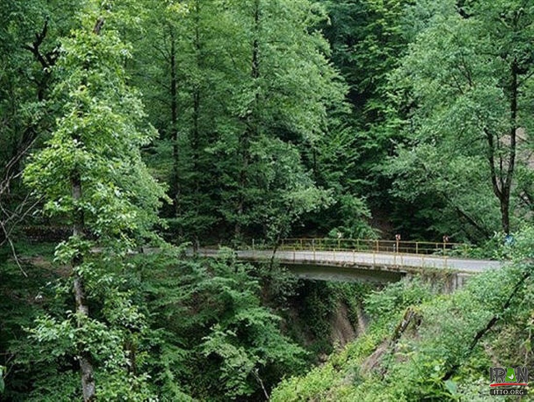 Neka Forests Photo Gallery - Iran Travel and Tourism