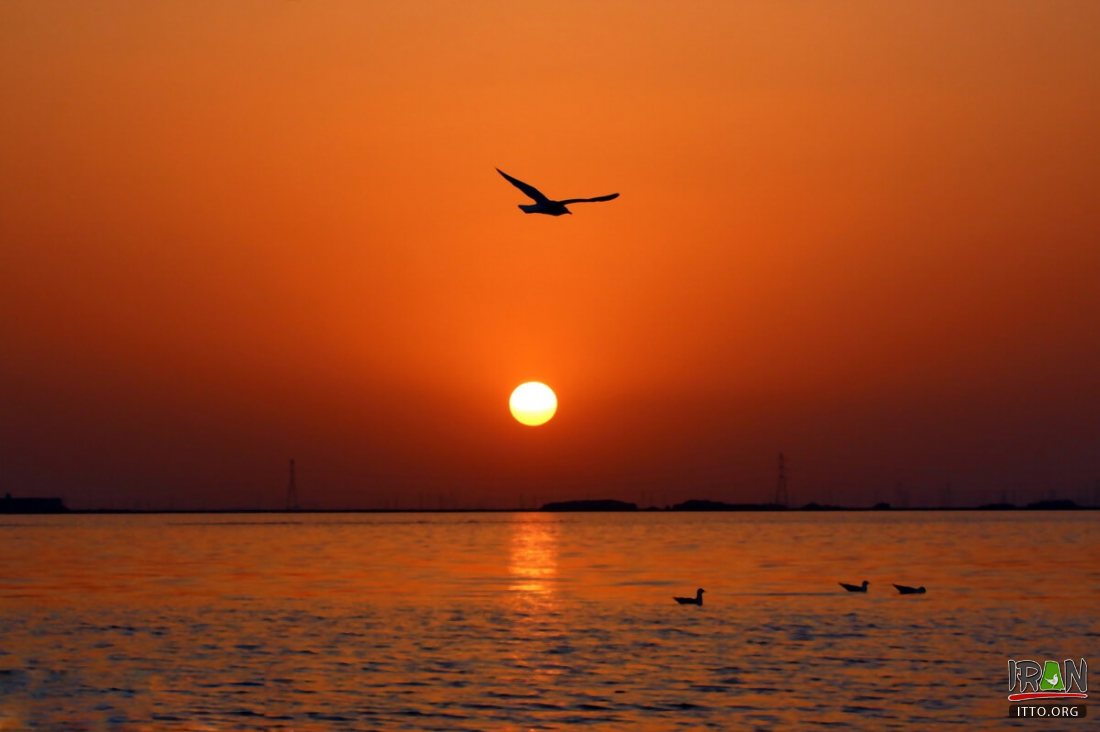 Shadegan Wetland Photo Gallery - Iran Travel and Tourism