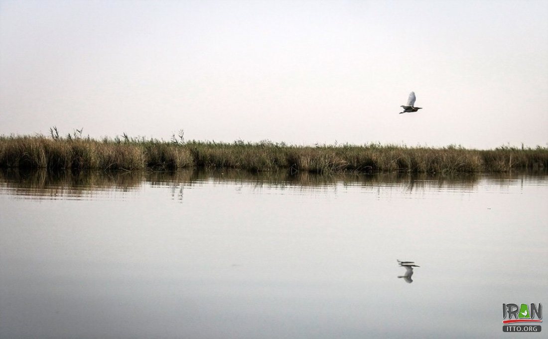 Shadegan Wetland Photo Gallery - Iran Travel and Tourism