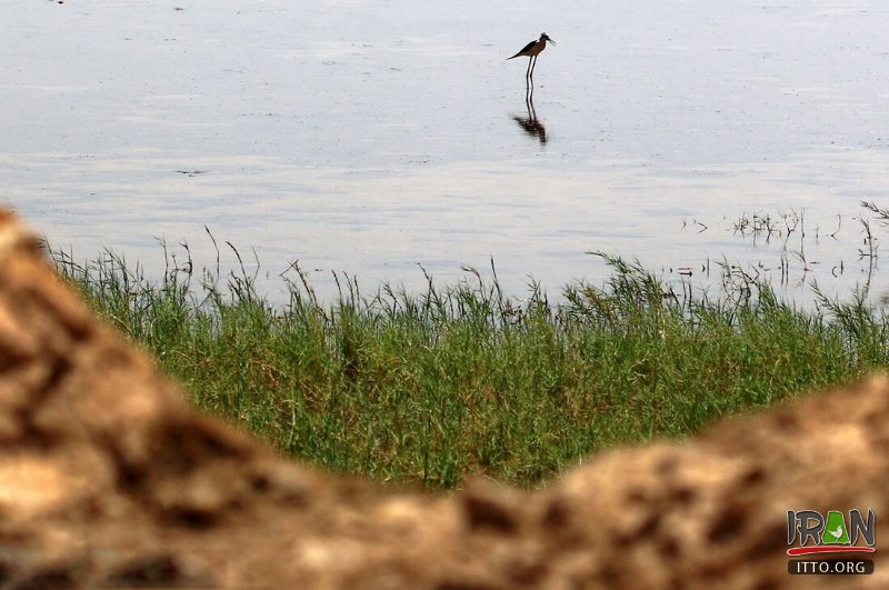 Shadegan Wetland Photo Gallery - Iran Travel and Tourism