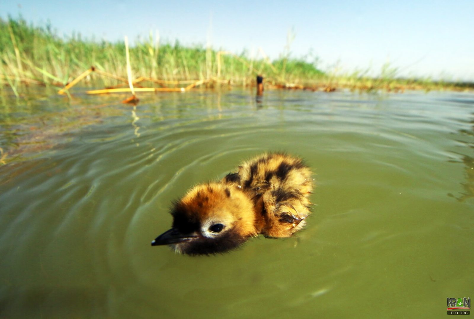 Shadegan Wetland Photo Gallery - Iran Travel and Tourism