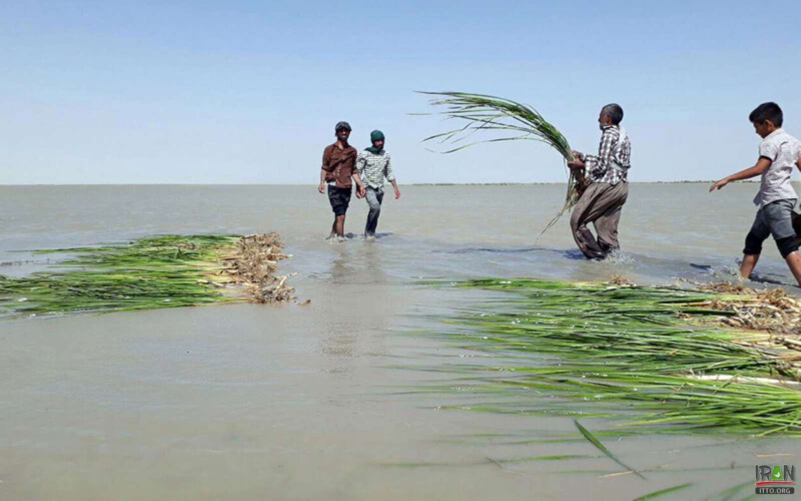 Hamoon Lake Photo Gallery - Iran Travel and Tourism