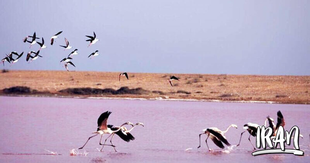 PHOTO: flamingos in Lipar Pink Lagoon - Iran Travel and Tourism